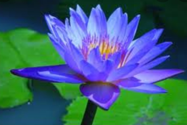 ශ්‍රී ලංකාවේ ජාතික පුෂ්පය ගැන විශේෂ දැනුම්දීමක්..! - ගගන