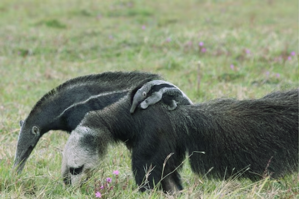இருதலையுடன் இருக்கும் வித்தியாசமான உயிரினம்: முழு விபரம் இதோ - மனிதன்