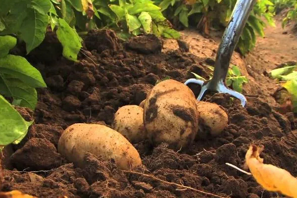 අල කාලත් හමාරයි. ගොවින්ගෙන් රතු එළියක්. - පුවත්