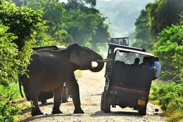 விலங்குகளை வேட்டையாடினால் முறையிட தொலைபேசி இலக்கம் - ஜே.வி.பி நியூஸ்