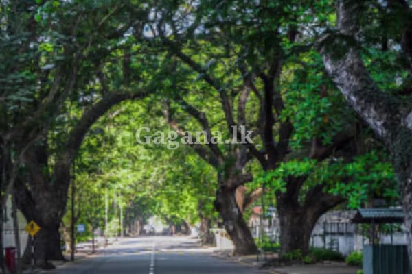 කොළඹ අධි අවදානම් ගස් ඉවත් කිරීමේ තීරණයක්... - ගගන