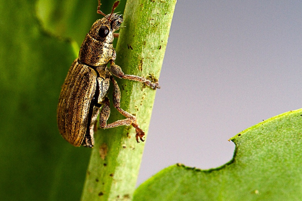 ස්වාභාවික උවදුරු වලට ස්වභාවික පිළියම්. - පුවත්