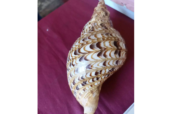 பப்புவா நியூகினியாவில் திருடிய வலம்புரியை அம்பாறையில் விற்க முயன்றவர் ...