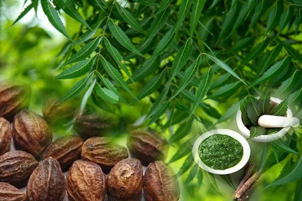 வேர் முதல் பழம் வரை; வேப்பிலை மகத்துவம் தெரியுமா? மூலிகை ரகசியத்தை ...