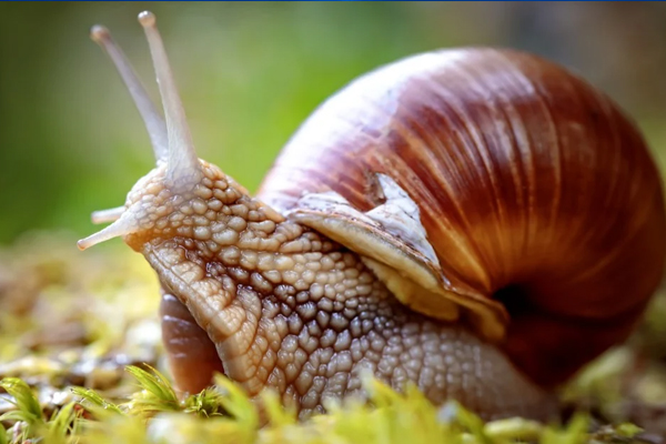 மூன்றாண்டு தொடர்ச்சியாக தூங்கும் நத்தைகள்! சுவாரஸ்ய தகவல் - லங்காசிறி ...