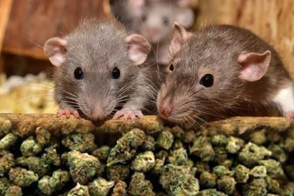 500 கிலோ கஞ்சாவை எலி சாப்பிட்டது! நீதிமன்றத்தை அதிரவைத்த பொலிஸ் அறிக்கை ...