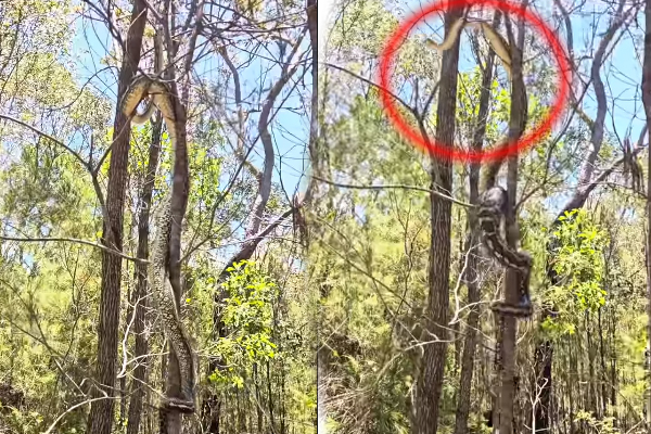 Viral Video: மின்னல் வேகத்தில் மரம் ஏறும் ராட்சத மலைப்பாம்பு ...