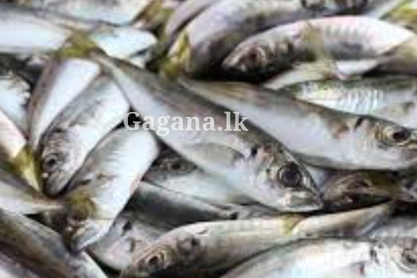 නරක් වූ සහ විෂ රසායනික ද්‍රව්‍ය යොදන ලද මාළු තොගයක් හමු වෙලා ...