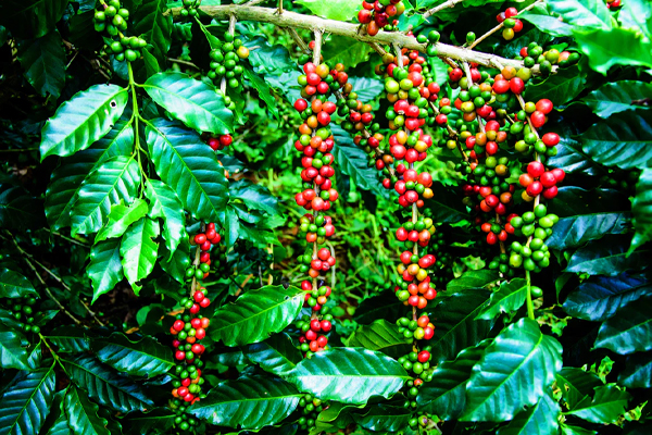 இலங்கையில் ஆரம்பிக்கப்படவுள்ள கோப்பிப் பயிர்ச்செய்கை! - ஜே.வி.பி நியூஸ்