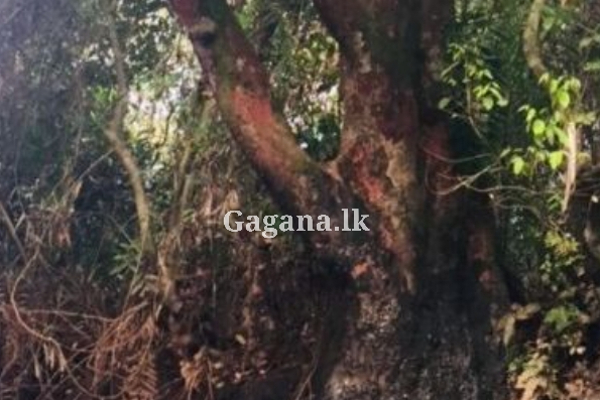 වළ දැම්ම පඬු කරඳ ගස ගැන තවත් නියෝගයක්. - ගගන