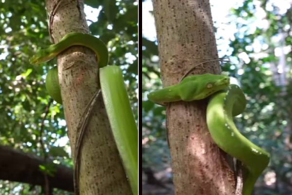 viral video: நுட்பமான முறையில் மரம் ஏறும் பாம்பு... மெய்சிலிர்க்க ...