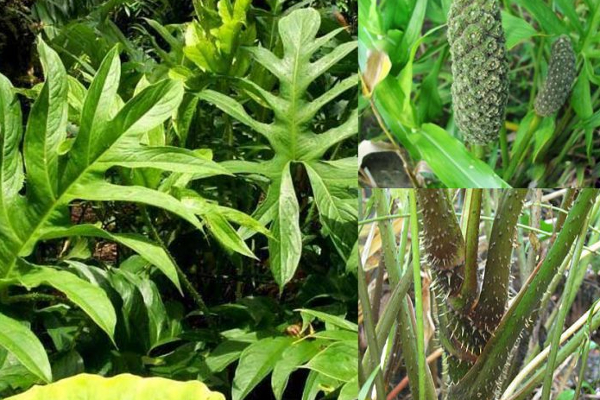 හැමදාම කන කොහාල වෙනුවට කොහිල මීට් බෝල්ස් මෙන්න.. - පුවත්