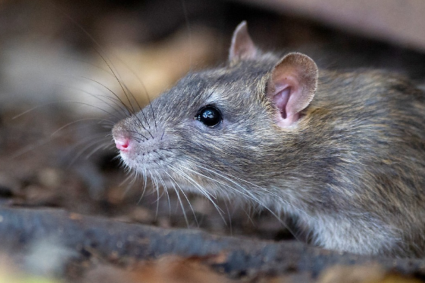 உலகில் அதிக காலம் வாழ்ந்த எலி இது தானா? வெளியான வீடியோ!! - லங்காசிறி நியூஸ்