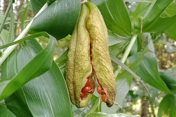 வன்னியில் காய்த்துக் குலுங்கும் கார்த்திகைச் செடி - தமிழ்வின்