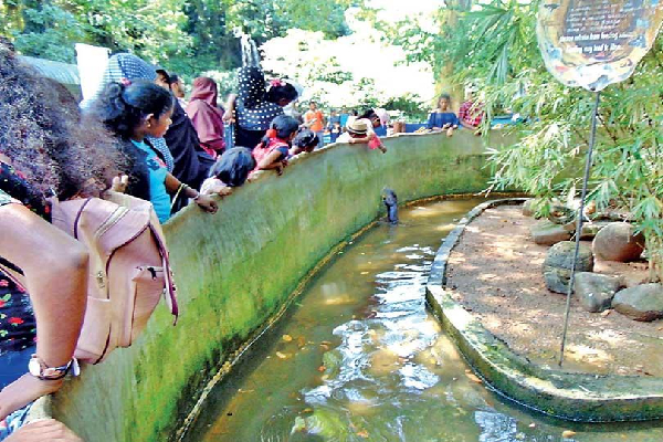 தெஹிவளை மிருகக்காட்சிசாலையால் கிடைத்த பெருந்தொகை - ஐபிசி தமிழ்