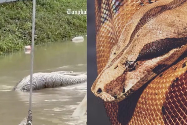 தாய்லாந்து வெள்ளத்தில் மிதந்த பிரம்மாண்ட மலைப் பாம்பு: வைரலாகும் வீடியோ ...