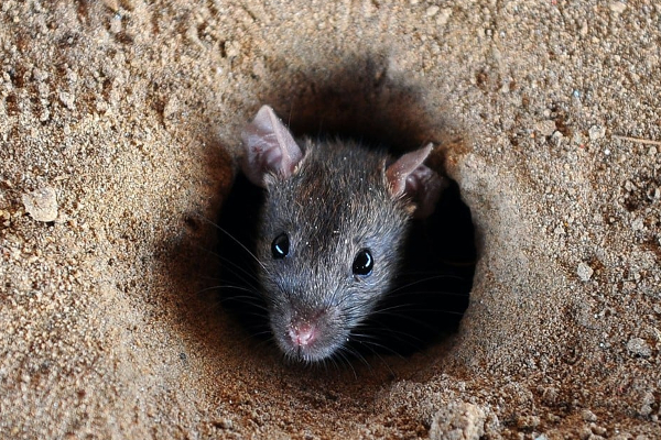 எலிக்காய்ச்சலால் 121 பேர் பலி - ஜே.வி.பி நியூஸ்