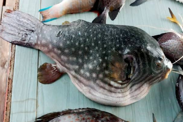 puffer வகை மீனைச் சாப்பிட்ட தம்பதினருக்கு நேர்ந்த சோக சம்பவம்! - கனடாமிரர்