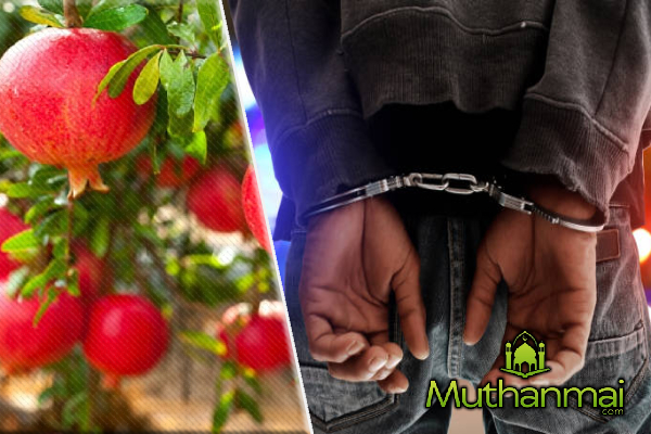 Eravur Fruit Theft: Suspect Selling Stolen Pomegranates Arrested in ...