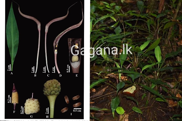 ලොව මෙතෙක් කිසිම ස්ථානයකින් හමු නොවූ දෙයක් ලංකාවෙන් හමුවෙයි..(PHOTOS) - ගගන