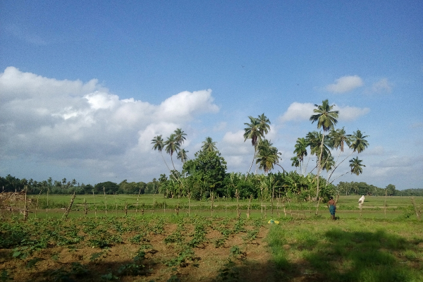 online යන්න මුං හැදූ දරුවෝ (VIDEO) - ගගන