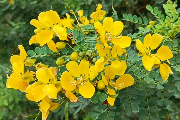 Avvaram Poo Benefits: பொன் நிறத்தில் ஜொலிக்கும் ஆவாரம் பூவில் இத்தனை ...