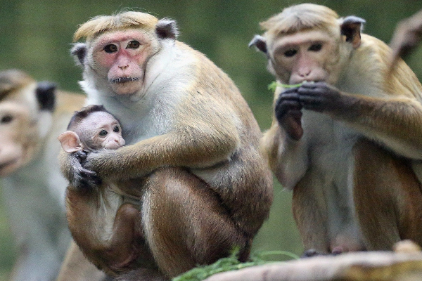 குரங்குகளுக்கு கருத்தடை செய்யும் அரசாங்கம்! - ஜே.வி.பி நியூஸ்