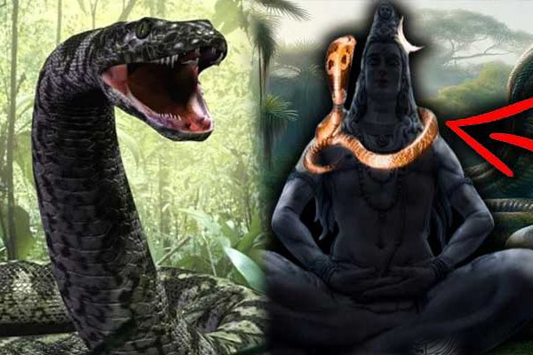 இந்தியாவில் கண்டுப்பிடிக்கப்பட்டுள்ள 4 கோடி ஆண்டு பழமையான வாசுகி பாம்பு ...