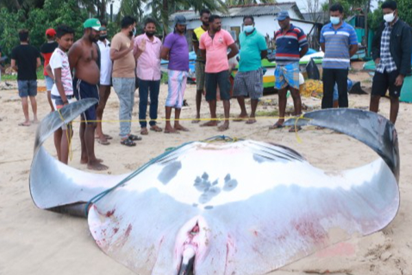 திருகோணமலையில் மீனவர்களுக்கு அடித்த அதிர்ஷ்டம் (Photo) - தமிழ்வின்