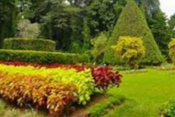 පඬු කරඳ පැල රෝපණය කර පරිසරයට හඳුන්වා දීමට යයි..... - ගගන