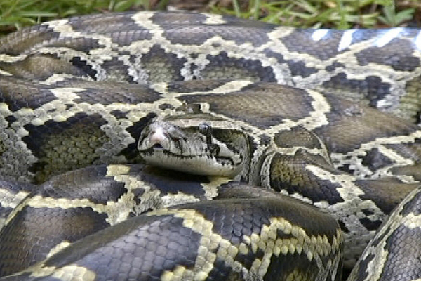 மலைப்பாம்புகளை கொன்றால் பரிசு - புளோரிடாவில் வினோத போட்டி - ஐபிசி தமிழ்