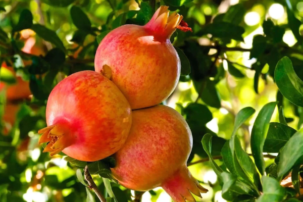 Reecha இல் களைகட்டபோகும் தீபாவளி கொண்டாட்டம்; மாதுளை பழங்களை பறிக்க ...