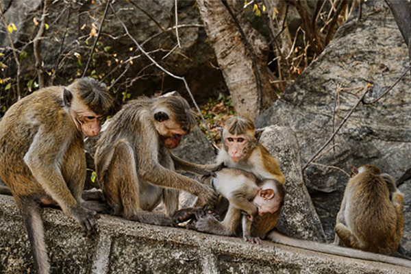 රිලවුන්ට බය වුණු කිතුල් කර්මාන්ත හිමිකරුවන් - ගගන
