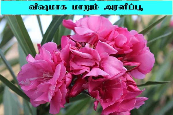 இவ்வளவு விஷத்தன்மை கொண்டதா அரளிப் பூ? பலரும் அறியாத அதிர்ச்சி உண்மை ...