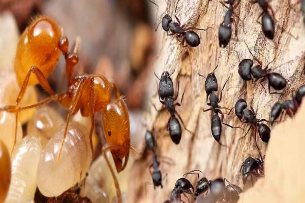 வீட்டை சுற்றி வரும் எறும்புகள் அதிர்ஷ்டம் கொடுக்குமா? பலனை ...