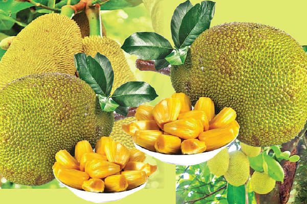 කොස් ගස නැතිනම් බත් ගසේ වරකා සතු ගුණ ගැන ඔබ දන්නවාද...? - පුවත්