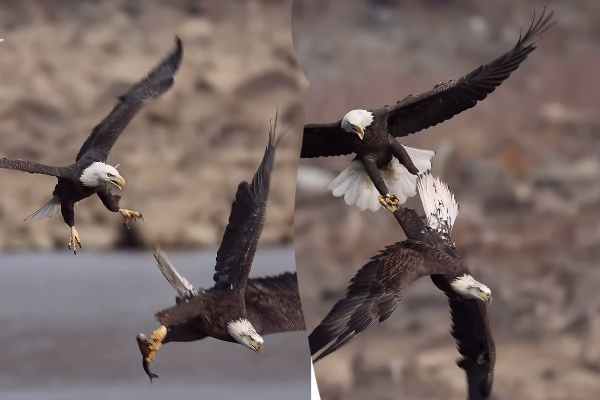 Viral Video: வானில் ஒரு மீனுக்கு கழுகுகளிடையே நடந்த சண்டை... இறுதியில் ...