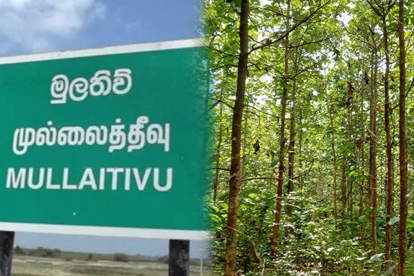 முல்லைத்தீவில் பராமரிக்கப்படாத தேக்கம் காடு : குற்றம் சாட்டும் ...