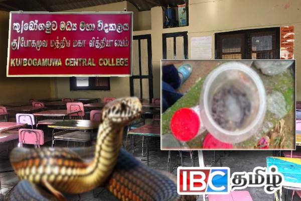 பாடசாலை வகுப்பறையிலிருந்து மீட்கப்பட்ட 30 பாம்புக் குட்டிகள்! - ஐபிசி தமிழ்
