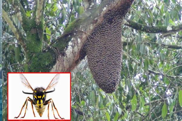 குளவிக் கொட்டுக்கு இலக்கான மாணவர்கள் - தமிழ்வின்