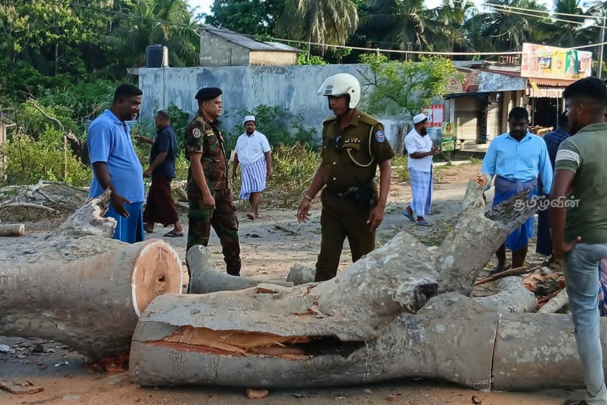 திருகோணமலையில் திடீரென பற்றி எரிந்த மரம் - பல மணிநேரம் போக்குவரத்து ...