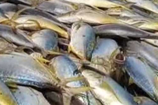 මාළු මිලෙහි සිදු වූ වෙනස.. - ගගන