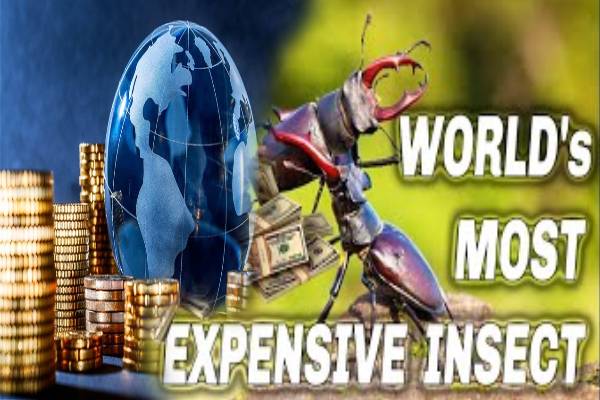 most expensive insect: குப்பையில் வளரும் இந்த வண்டு BMW காரை விட விலை ...