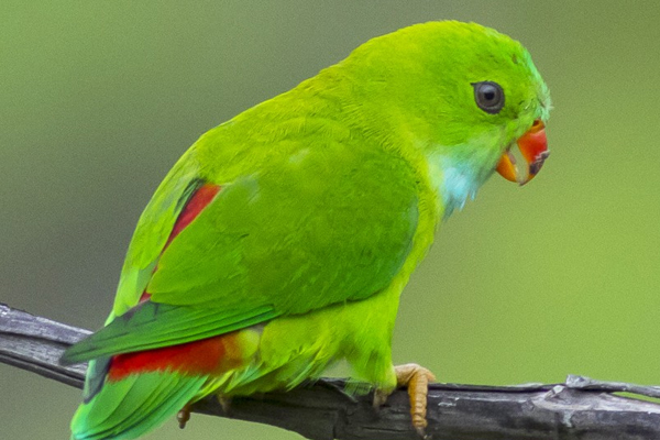 கிளிகள் பற்றிய சில பிரமிப்பூட்டும் தகவல்கள்....அவசியம் தெரிஞ்சிகோங்க ...