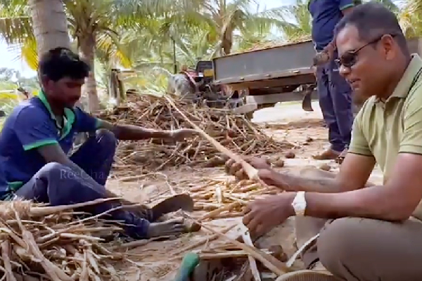 Reecha Organic Farm இல் பாரிய அறுவடை; என்ன தெரியுமா? (Video) - ஜே.வி.பி ...