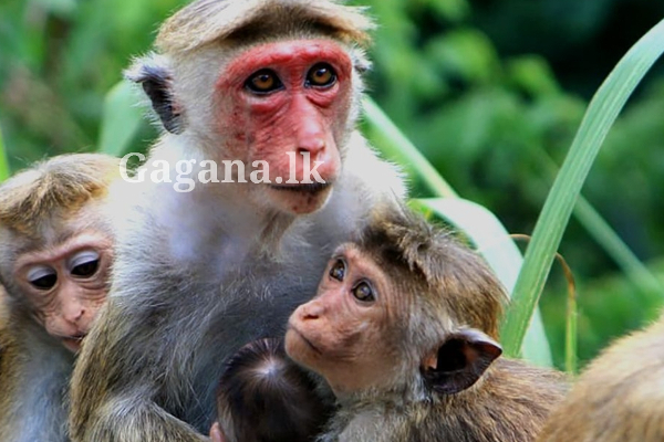 මෙරට ගැහැණු රිළා සතුන්ට ලූපයක්. - ගගන