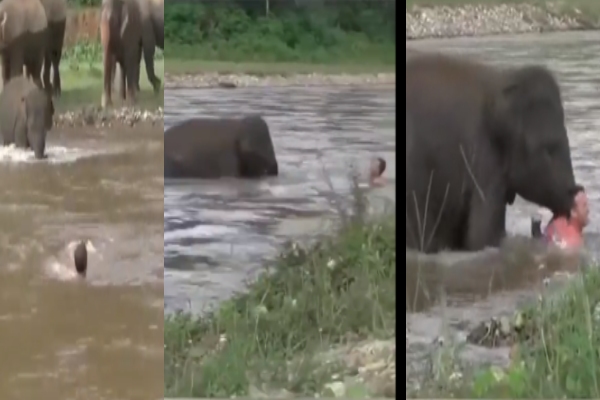 ஆற்றில் அடித்துச் சென்றவரை ஓடி வந்து காப்பாற்றிய குட்டி யானை ...