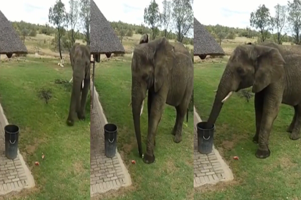 கீழே இருந்த குப்பையை எடுத்து குப்பைத்தொட்டியில் போட்ட யானை - வைரலாகும் ...