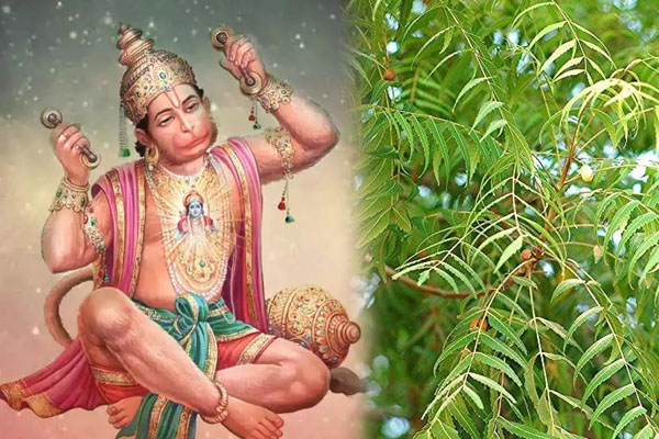 அனுமன் ஜெயந்தி 2024: வேப்ப மரத்தை வழிபடுவதன் முக்கியத்துவம் என்ன ...