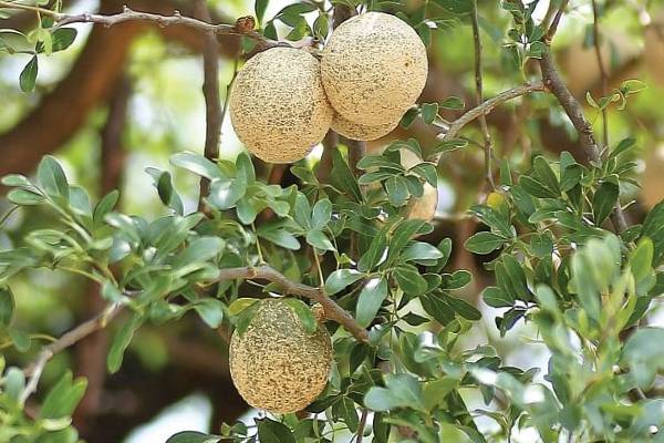 தொடர்ந்து 21 நாட்கள் இந்த ஒரு பழத்தை சாப்பிட்டு வந்தால் போதும் ...